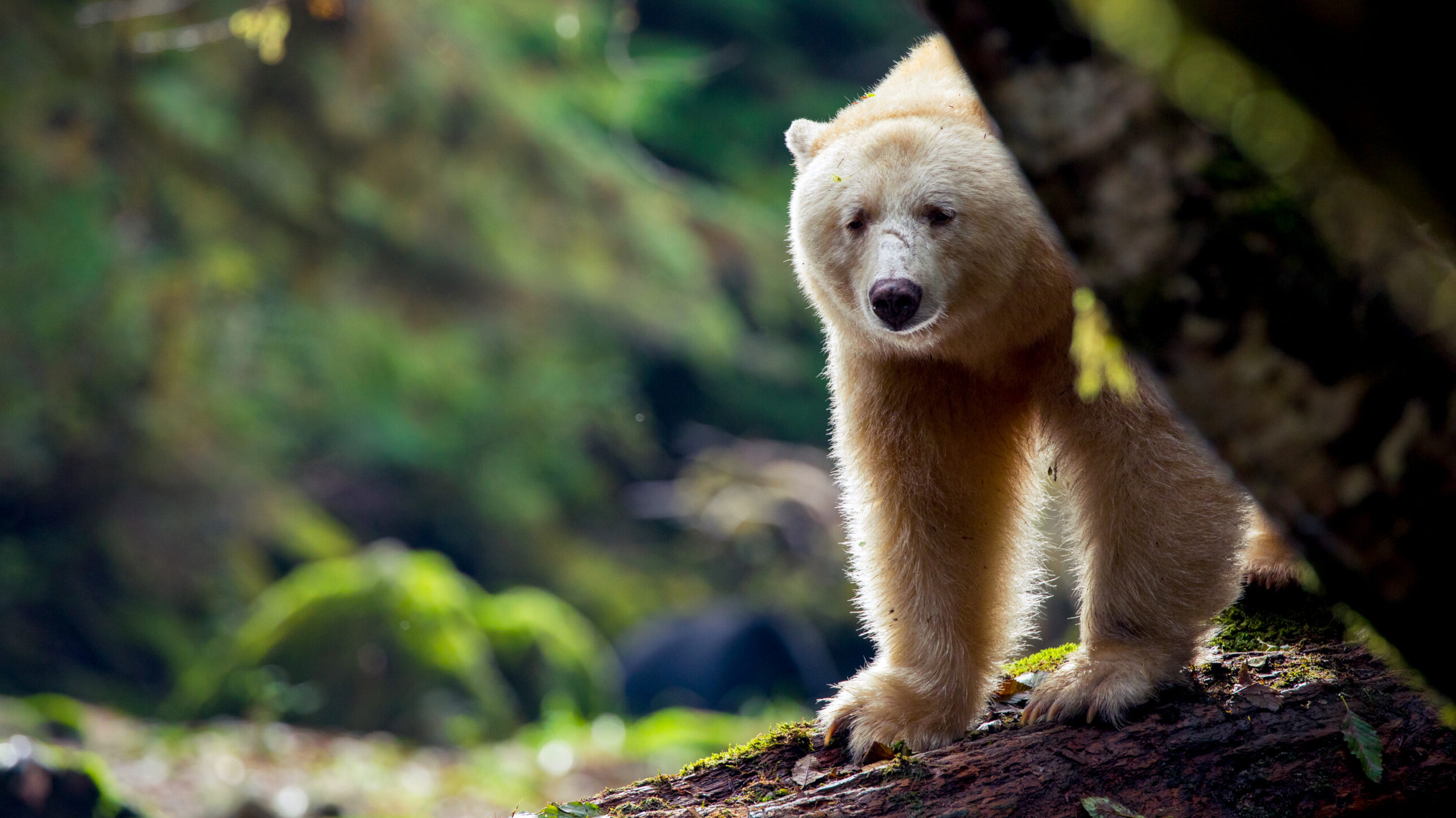 Spirit Bears Tours | Maple Leaf Adventures