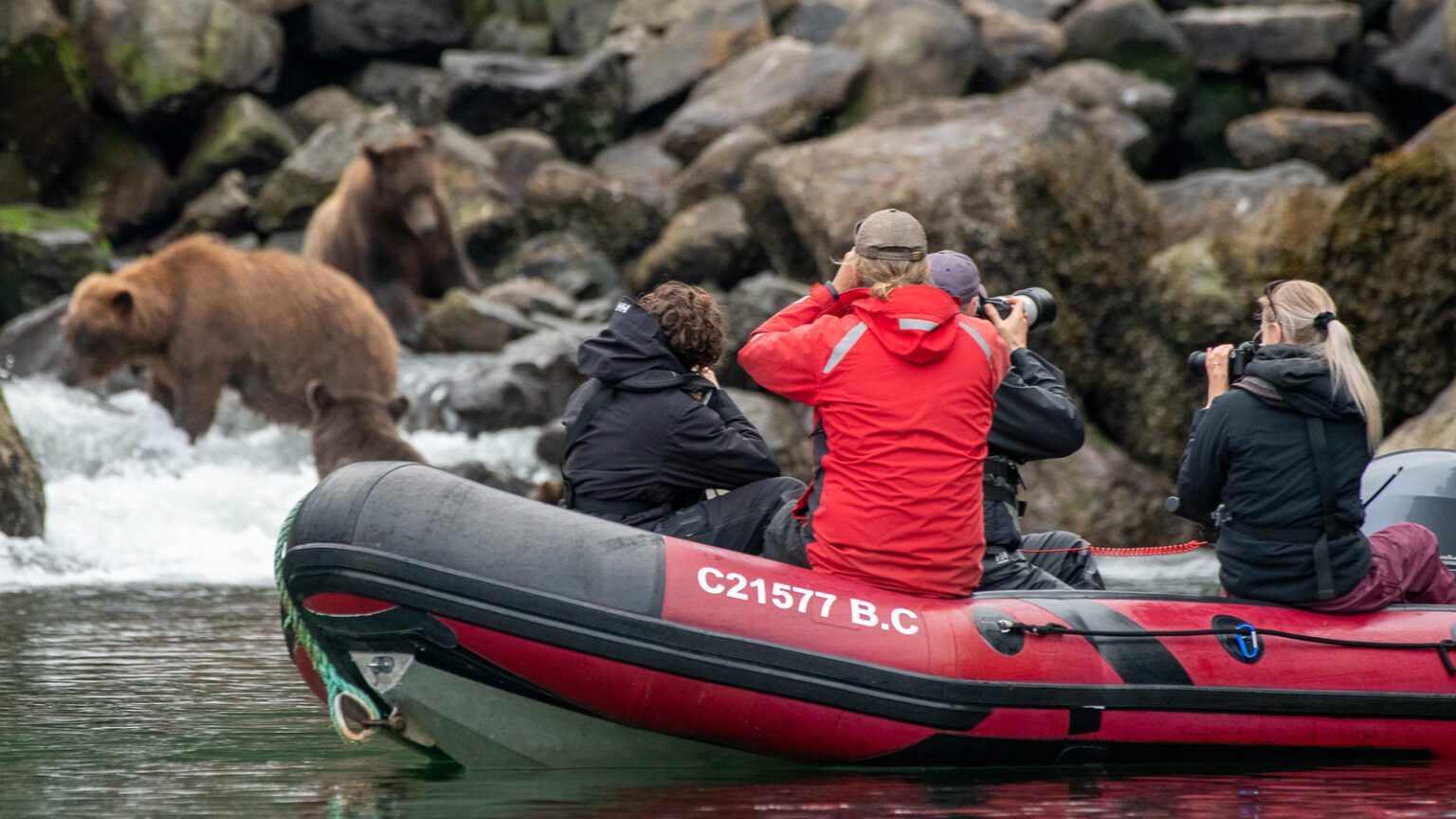 Bear Viewing Tours in Alaska & British Columbia | Maple Leaf Adventures
