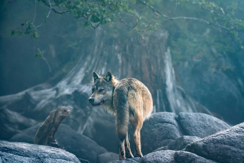 Unraveling the Mystery of Sea Wolves | Great Bear Rainforest, Wildlife ...