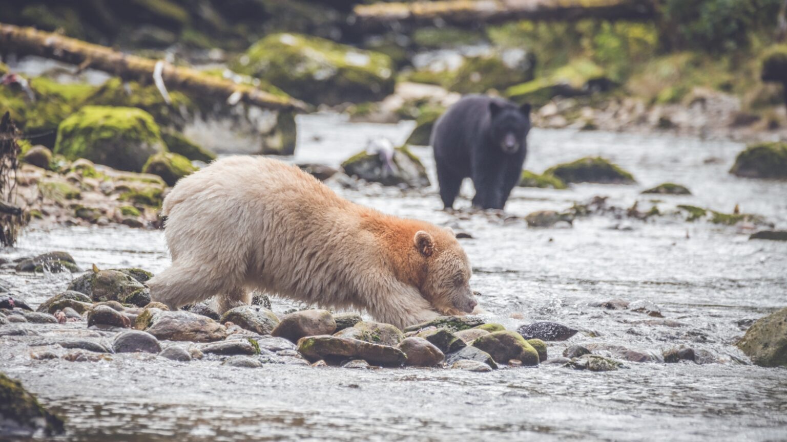 The Truth About Seeing Spirit Bears | Great Bear Rainforest | Maple ...