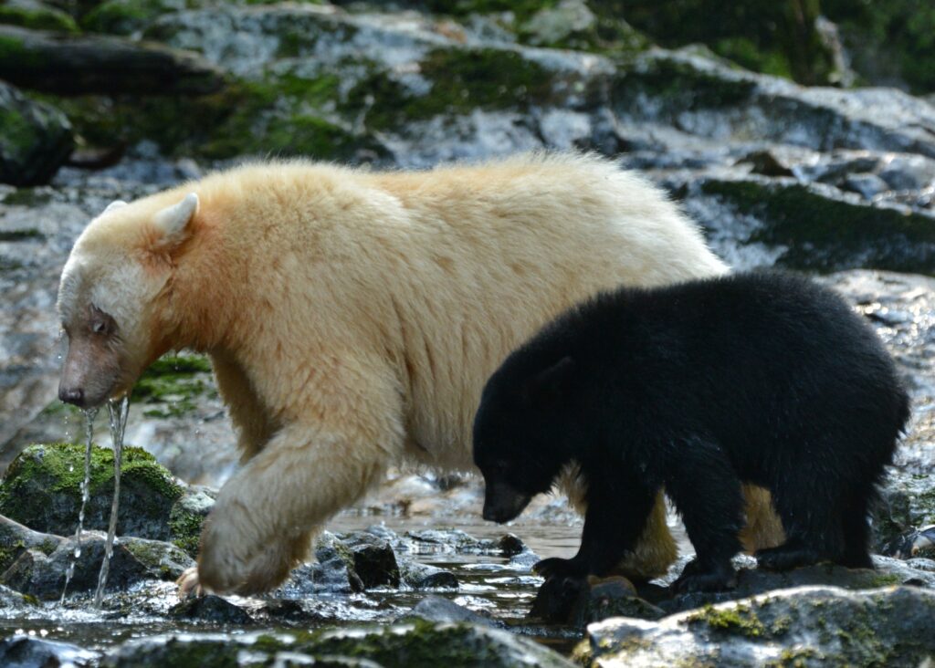 Spirit Bears Tours | Maple Leaf Adventures