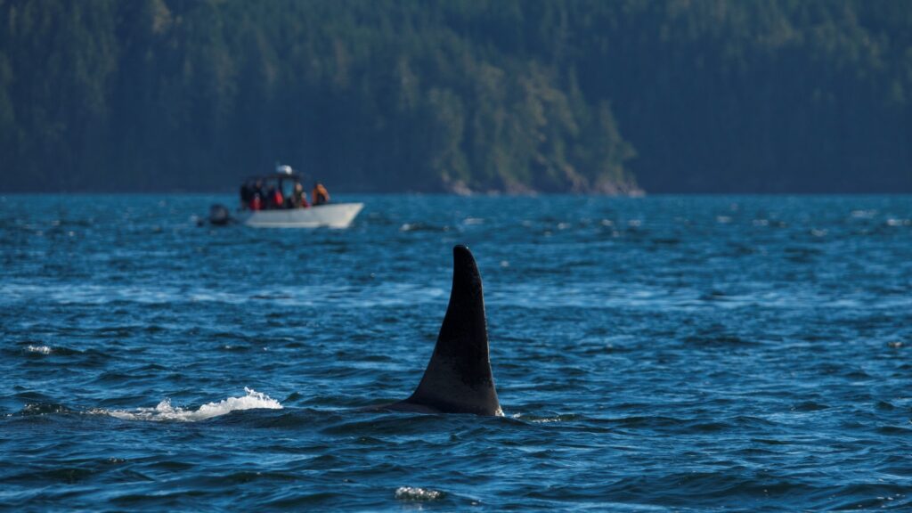 Desolation Sound Tours | Maple Leaf Adventures