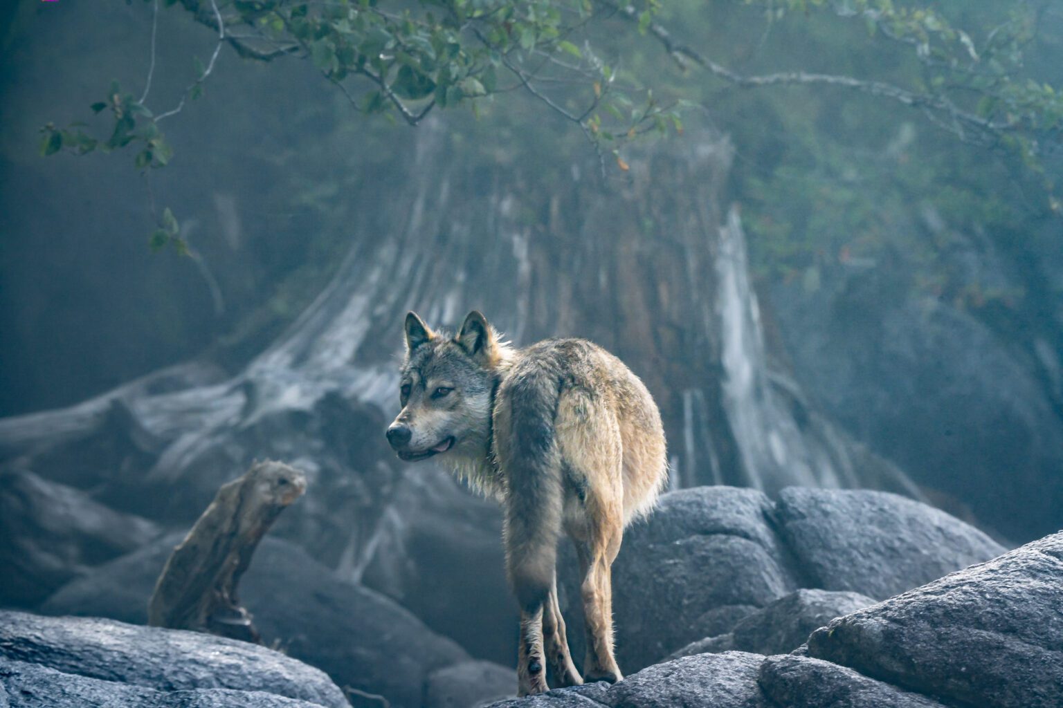 Sea Wolves (Coastal Wolves) | Maple Leaf Adventures
