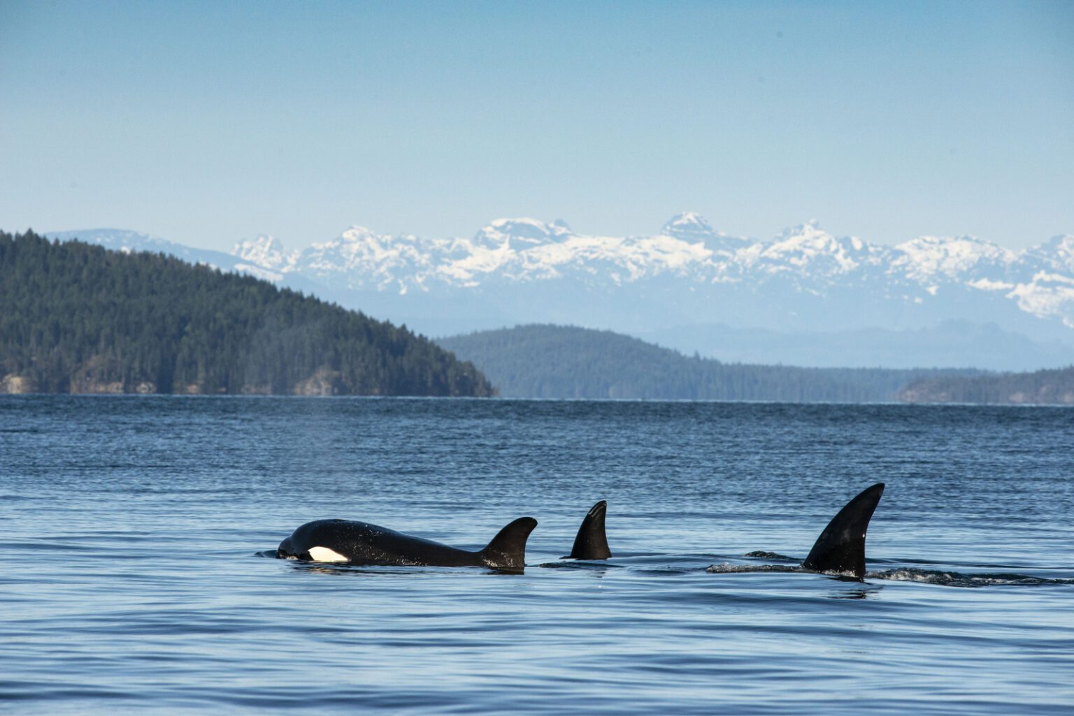 Desolation Sound Tours in Spring | Maple Leaf Adventures