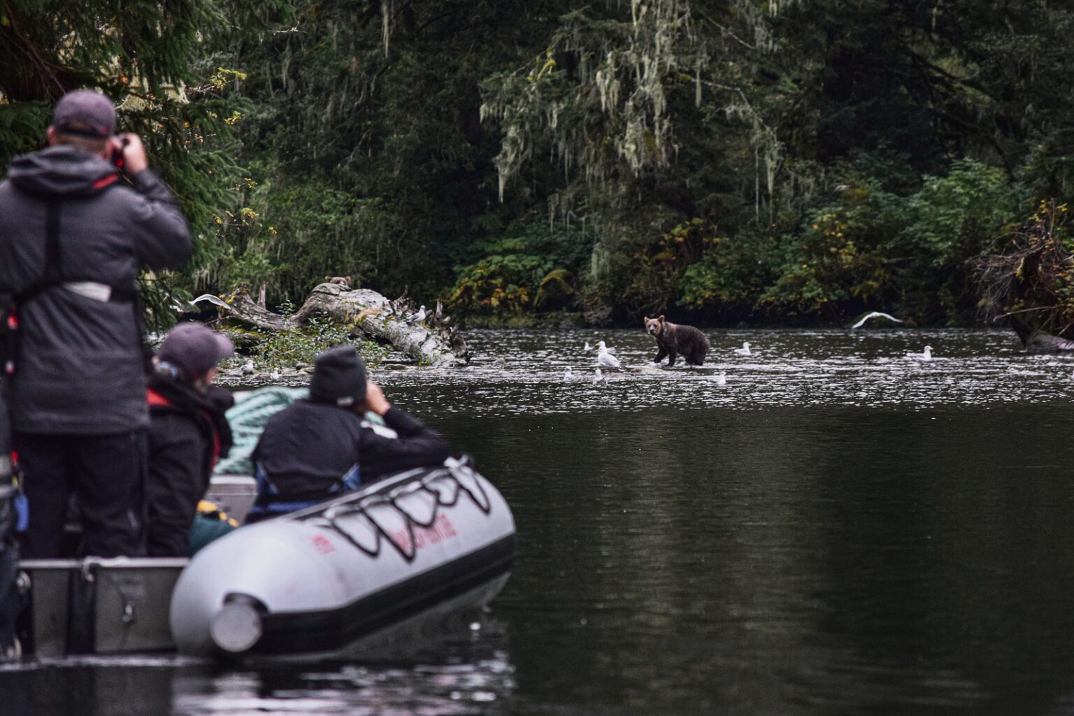 Expedition Cruises in Alaska and BC | Maple Leaf Adventures