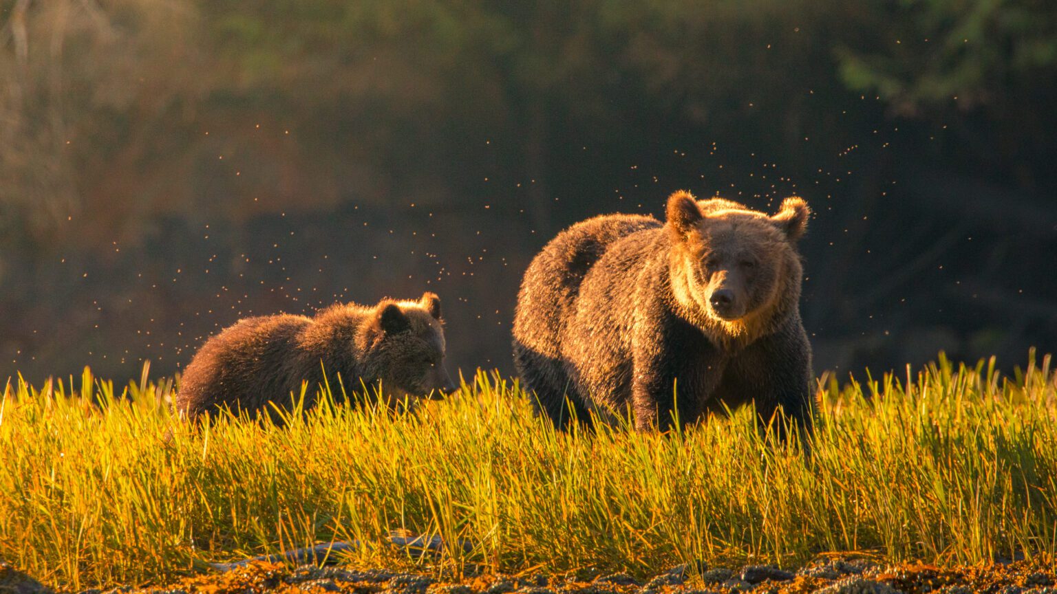 Bear Viewing from Vancouver: Five Ways to See Bears in BC | Wildlife ...