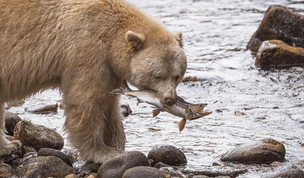 Endangered Species Day: We Can’t Save Species in Silos | Conservation ...