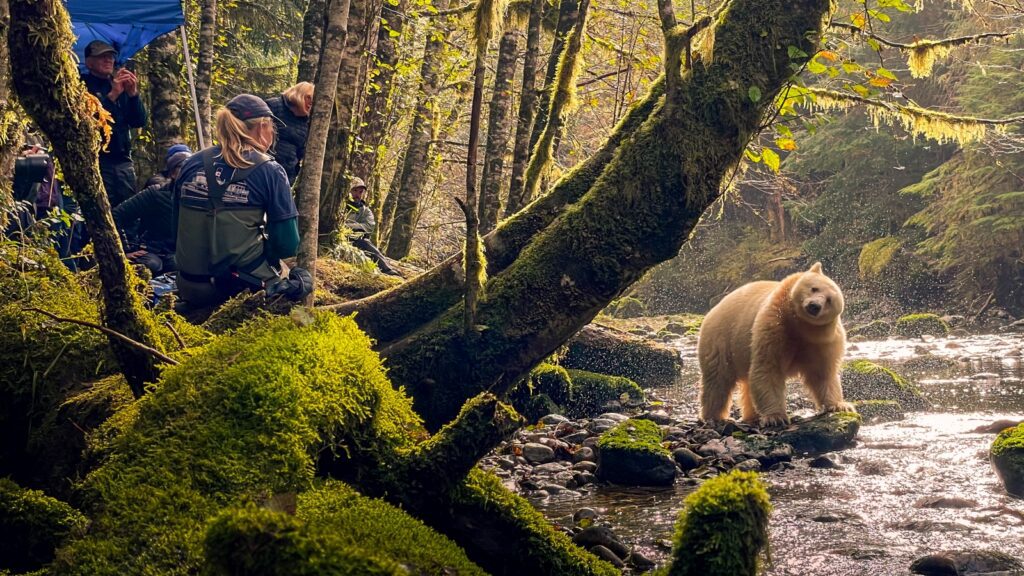 A Bear So Rare: The Spirit Bear of the Great Bear Rainforest | Great ...