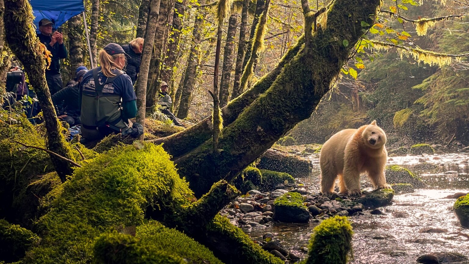 A Bear So Rare: The Spirit Bear of the Great Bear Rainforest | Great ...