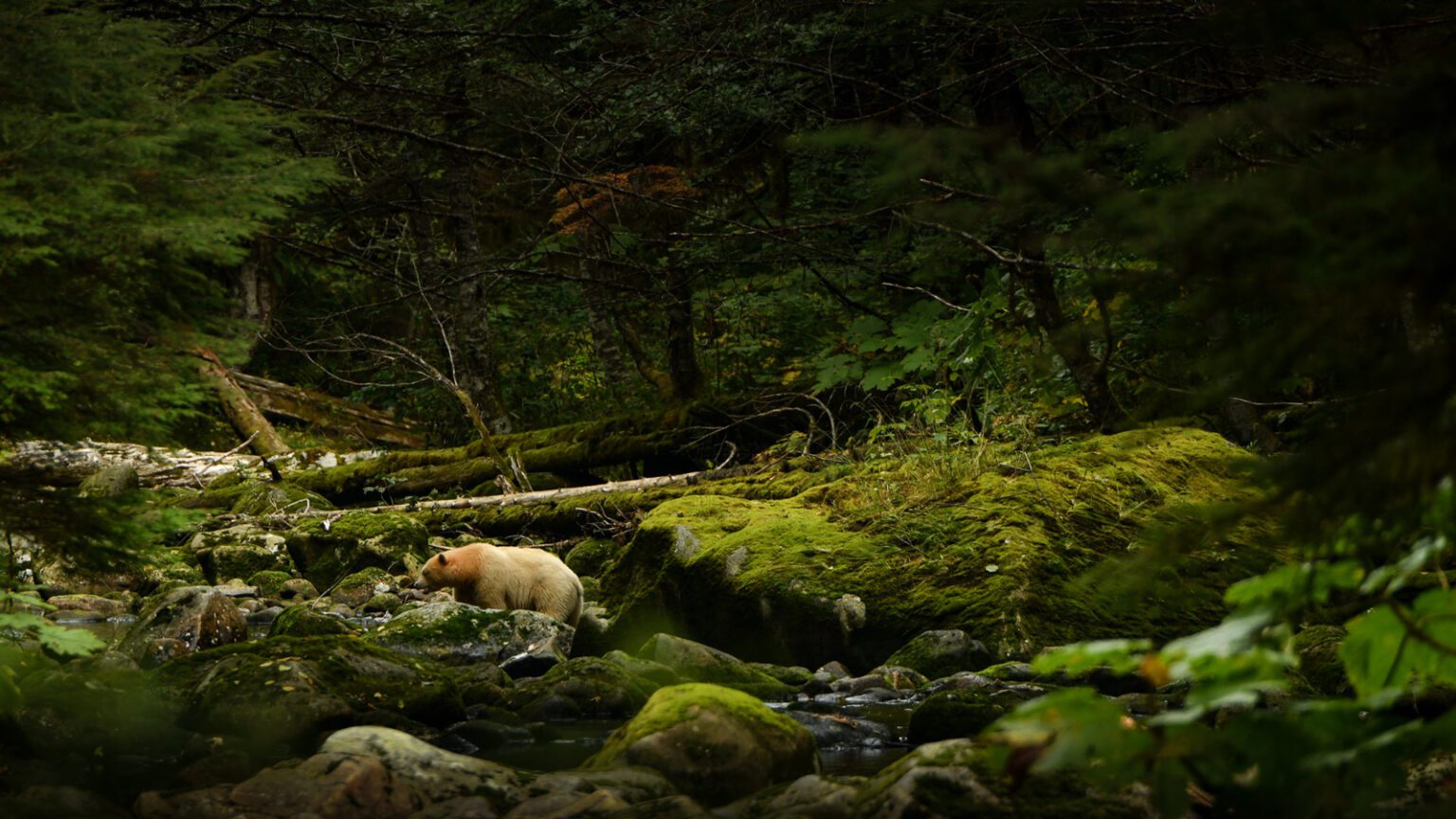 The Truth About Seeing Spirit Bears | Great Bear Rainforest | Maple ...