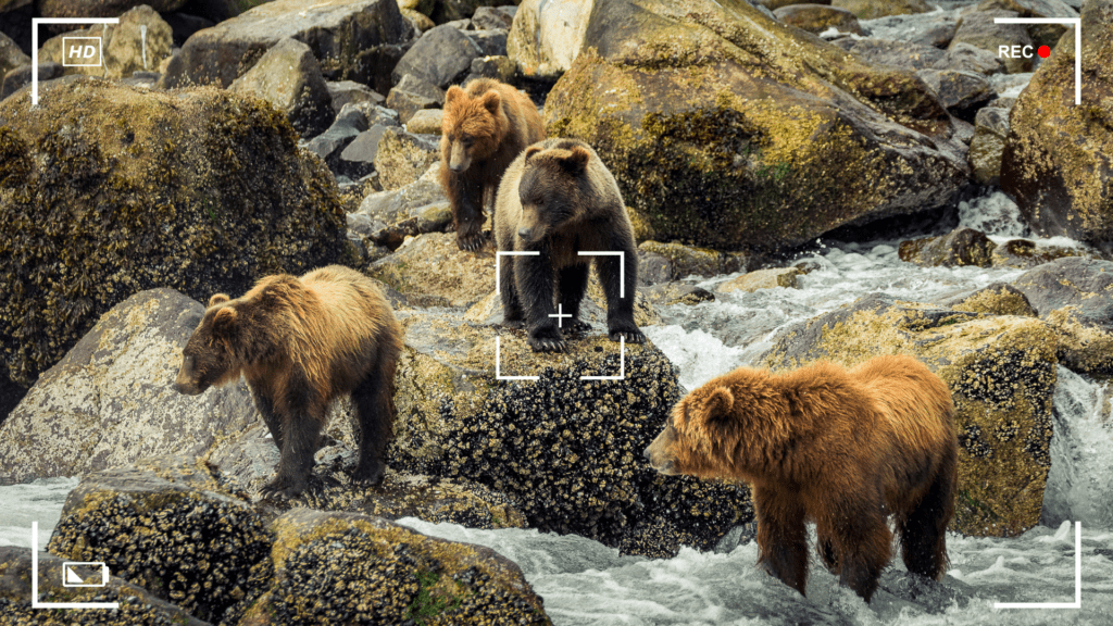 Capturing Alaska: A Guide to Wildlife Photography in the Inside Passage ...