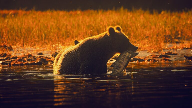 Bear Viewing from Vancouver: Five Ways to See Bears in BC | Wildlife ...