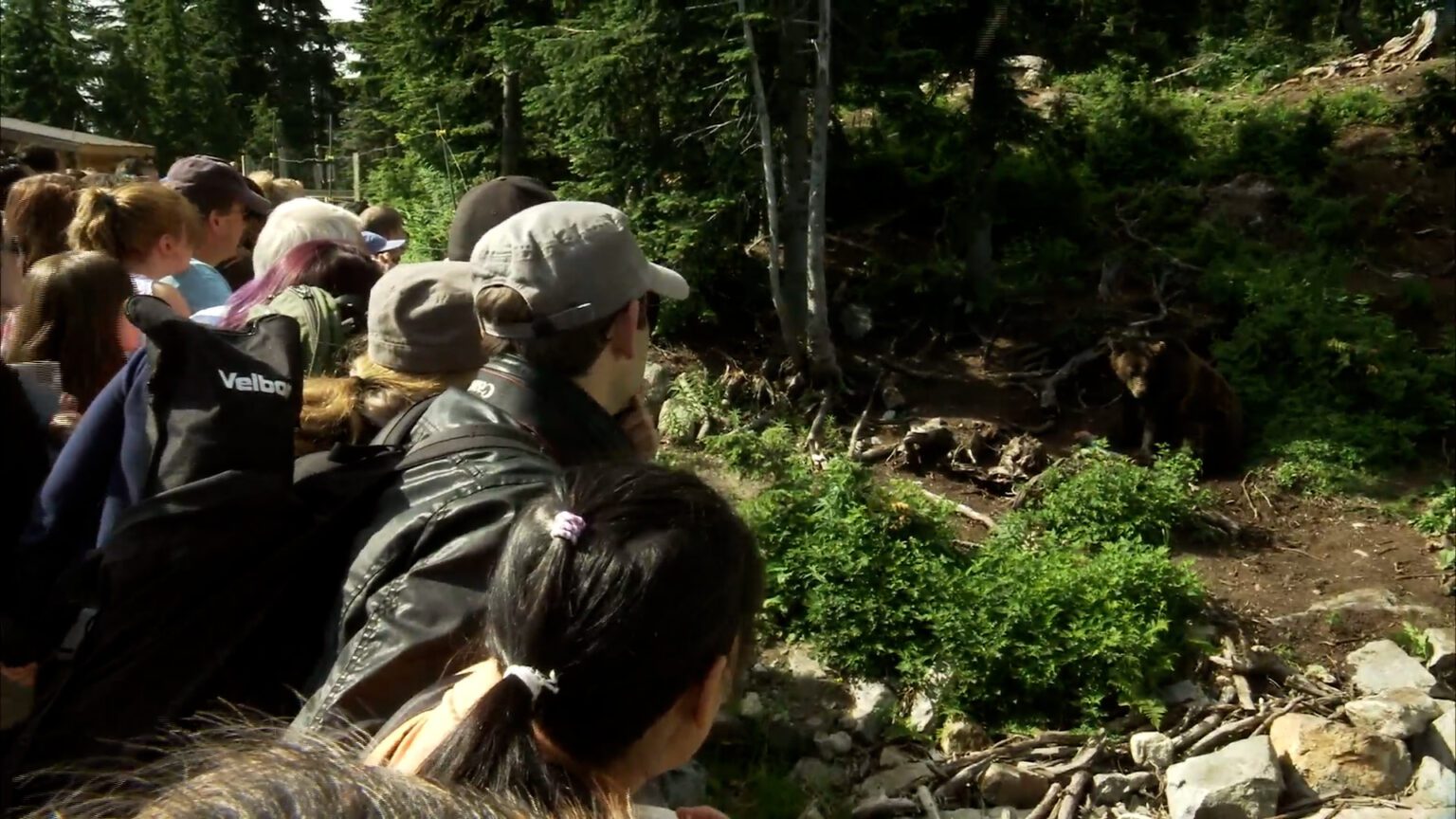 Bear Viewing from Vancouver: Five Ways to See Bears in BC | Wildlife ...