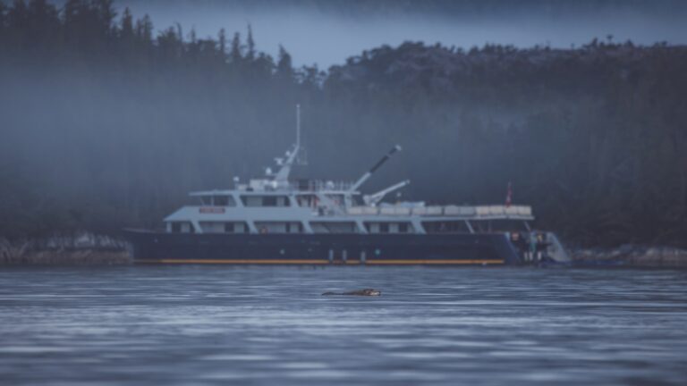 Unraveling the Mystery of Sea Wolves | Great Bear Rainforest, Wildlife ...