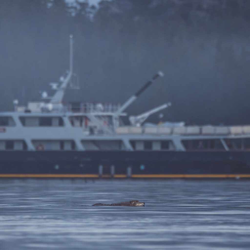 Sea Wolves (Coastal Wolves) | Maple Leaf Adventures