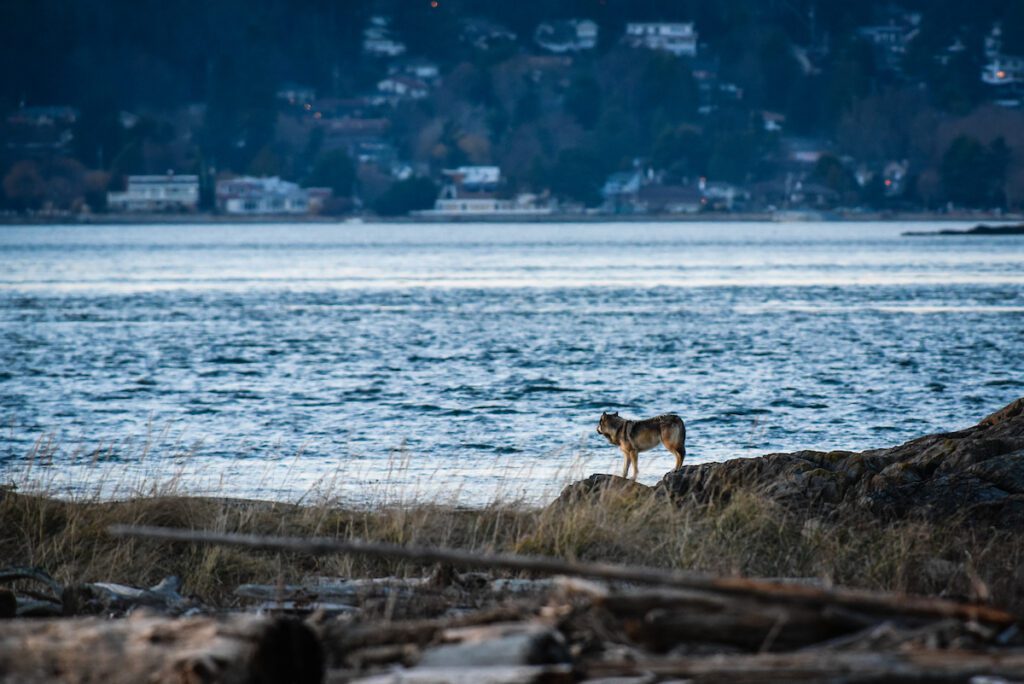 Unraveling the Mystery of Sea Wolves | Great Bear Rainforest, Wildlife ...
