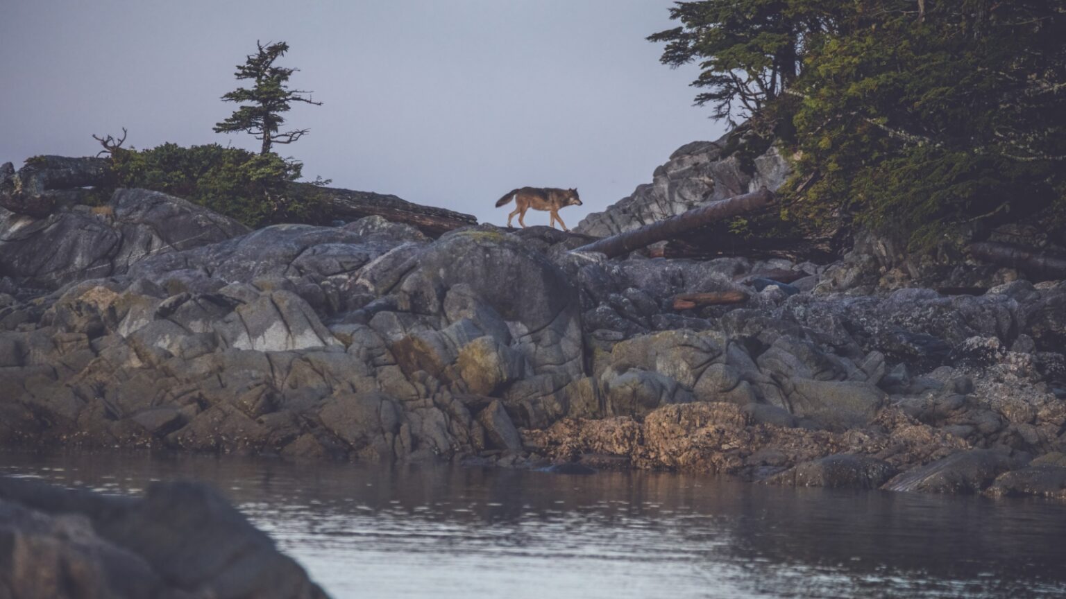 Sea Wolves (Coastal Wolves) | Maple Leaf Adventures