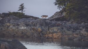 Sea Wolves (Coastal Wolves) | Maple Leaf Adventures