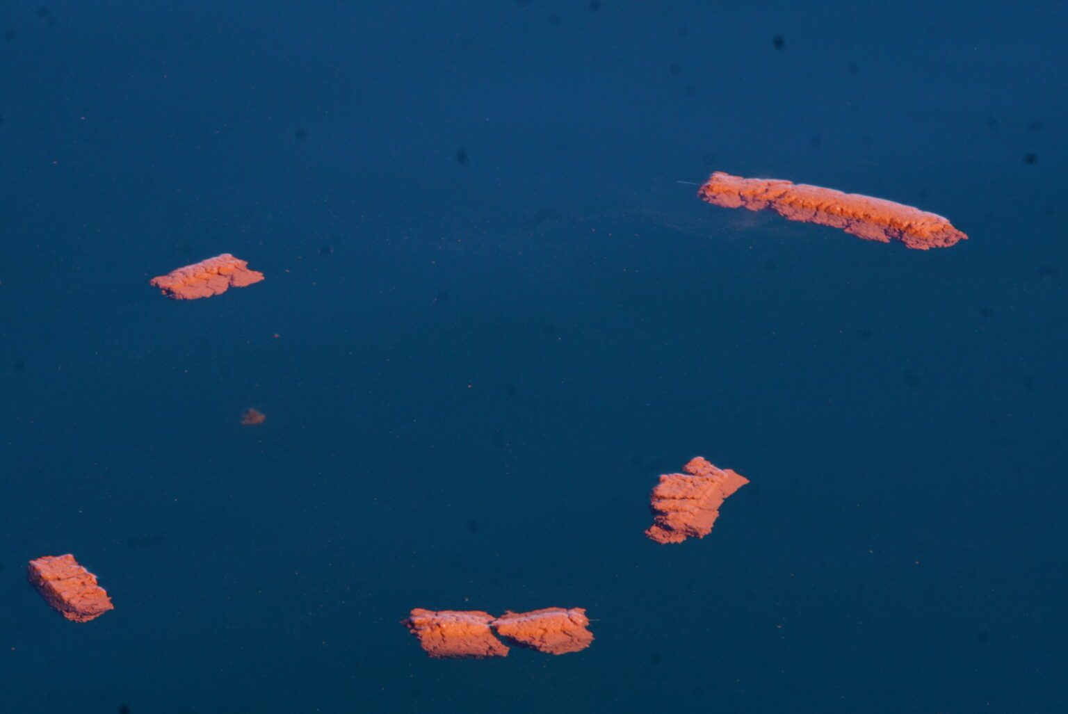 Charted Waters: The Secrets of Whale Poop | Conservation, Stories ...