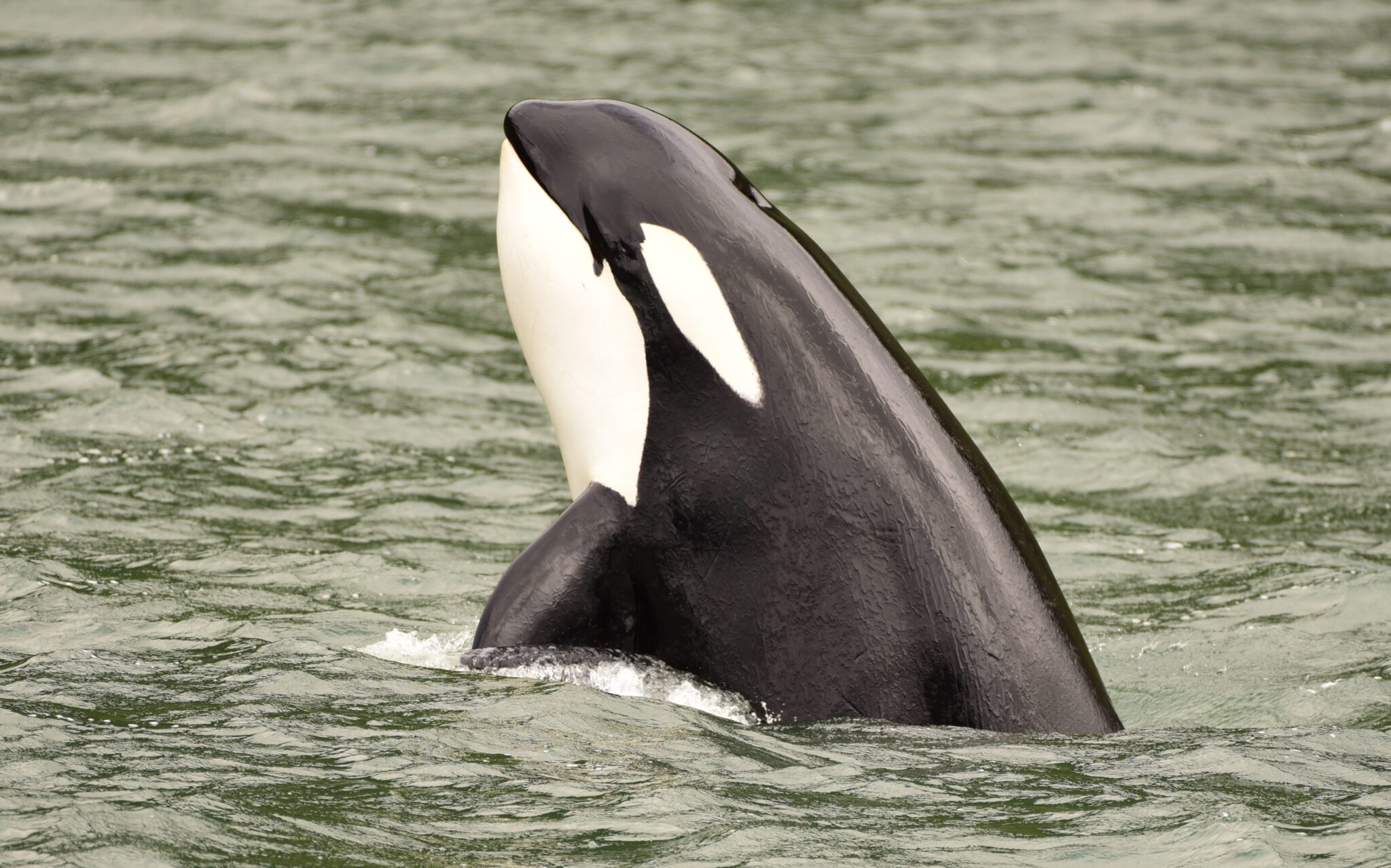 Charted Waters: The Secrets of Whale Poop | Conservation, Stories ...